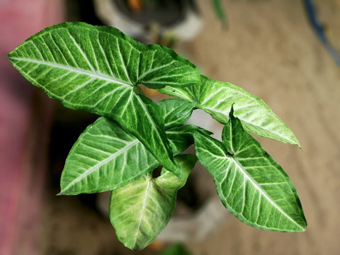 รูปภาพNephthytis – เลือกดูภาพถ่ายสต็อก เวกเตอร์ และวิดีโอ189 | Adobe Stock