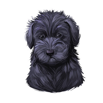 Schnoodle 이미지 – 찾아보기 199 스톡 사진, 벡터 및 비디오 | Adobe Stock