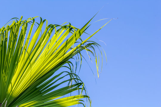 Imágenes de Latanier: descubre bancos de fotos, ilustraciones, vectores ...