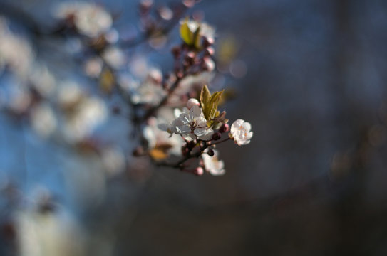 Fiower Images – Browse 204 Stock Photos, Vectors, and Video | Adobe Stock