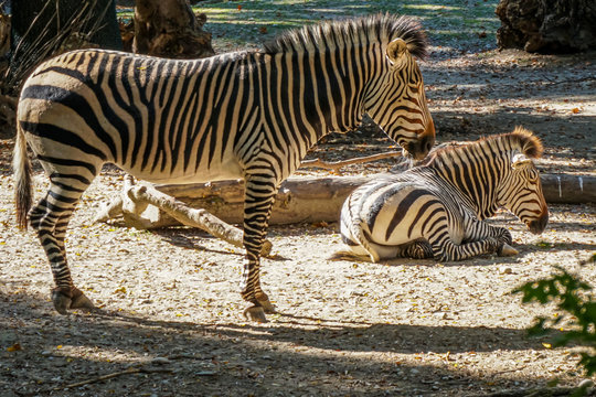 Paarhufer Bilder – Durchsuchen 32,289 Archivfotos, Vektorgrafiken und ...