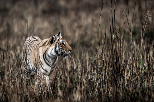Imágenes de "Project Tiger": descubre bancos de fotos, ilustraciones ...