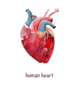 Watercolor Human Heart