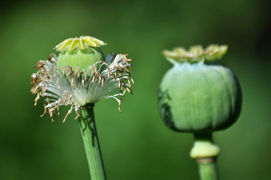 "Poppy Straw" Bilder – Durchsuchen 1,101 Archivfotos, Vektorgrafiken ...