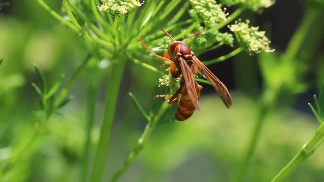 Marimbondo Images – Browse 163 Stock Photos, Vectors, and Video | Adobe ...