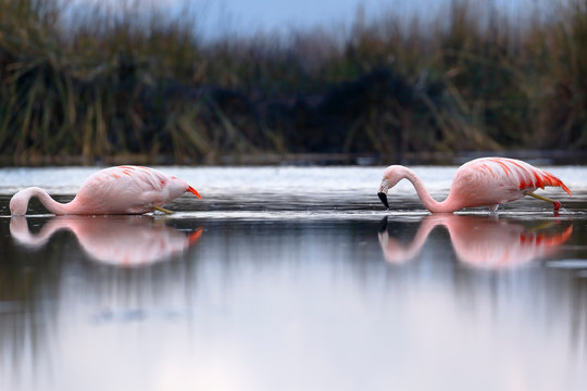 Parihuana Images – Browse 41 Stock Photos, Vectors, and Video | Adobe Stock