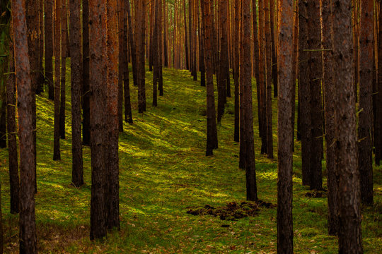 Monocropping Bilder – Durchsuchen 360 Archivfotos, Vektorgrafiken und ...