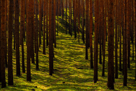 Monocropping Bilder – Durchsuchen 360 Archivfotos, Vektorgrafiken und ...