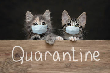Cat Mask photos, royalty-free images, graphics, vectors & videos ...