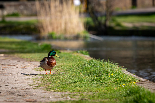 รูปภาพWaddle – เลือกดูภาพถ่ายสต็อก เวกเตอร์ และวิดีโอ7,412 | Adobe Stock