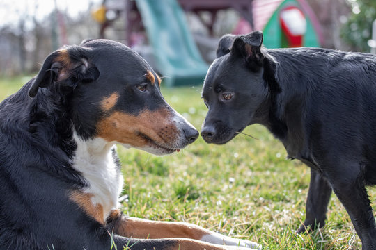 Appenzeller Sennenhund Lab Mix