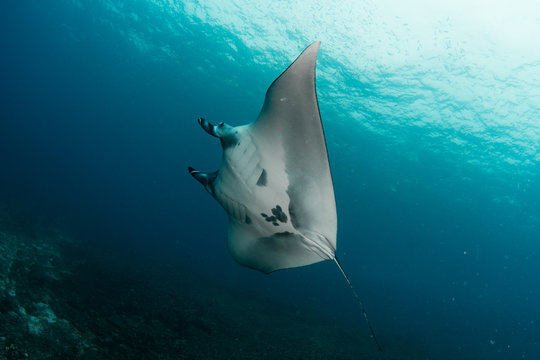 รูปภาพBatoidea – เลือกดูภาพถ่ายสต็อก เวกเตอร์ และวิดีโอ64,020 | Adobe Stock