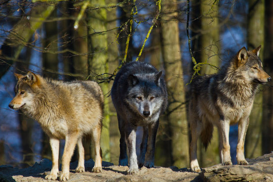 Caniforms Bilder – Durchsuchen 4,733 Archivfotos, Vektorgrafiken und ...