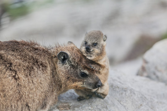 Hyraxes Images – Parcourir 22,157 le catalogue de photos, vecteurs et ...