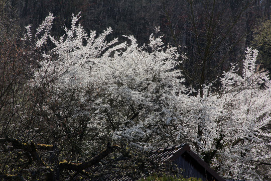 รูปภาพMirabellenbaum – เลือกดูภาพถ่ายสต็อก เวกเตอร์ และวิดีโอ254 ...
