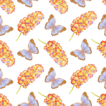 Rhynchovanda Images – Browse 134 Stock Photos, Vectors, and Video ...