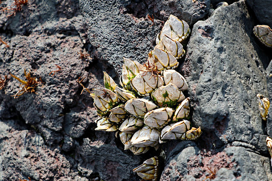 「Barnicle」の画像 - 14,789 件の Stock 写真、ベクターおよびビデオ | Adobe Stock