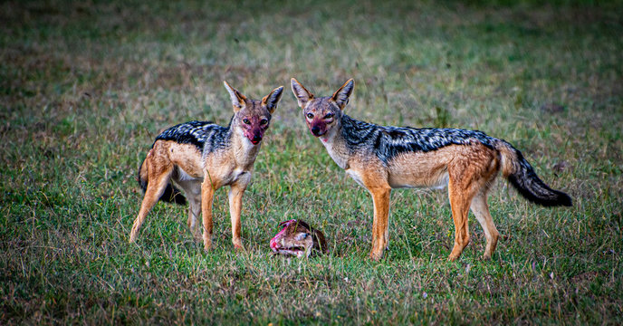 Imágenes de Jackals: descubre bancos de fotos, ilustraciones, vectores ...