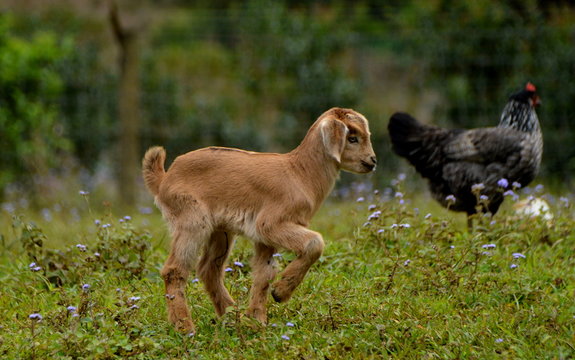 Baby-Ziege Bilder – Durchsuchen 4,245 Archivfotos, Vektorgrafiken und ...