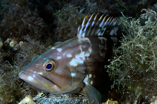 Cernia Images – Browse 236 Stock Photos, Vectors, and Video | Adobe Stock