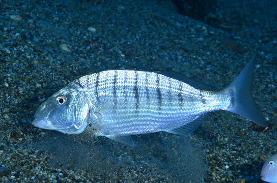 Imágenes de Dentice: descubre bancos de fotos, ilustraciones, vectores ...