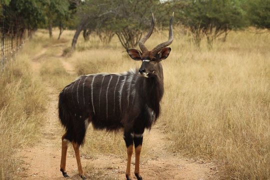 Njala Images – Browse 23 Stock Photos, Vectors, and Video | Adobe Stock