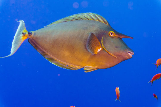 Unicorn Tang