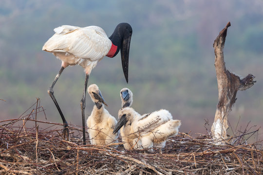 Jaburu Bilder – Durchsuchen 1,951 Archivfotos, Vektorgrafiken und ...
