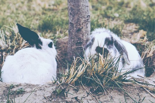รูปภาพRabit – เลือกดูภาพถ่ายสต็อก เวกเตอร์ และวิดีโอ3,392 | Adobe Stock