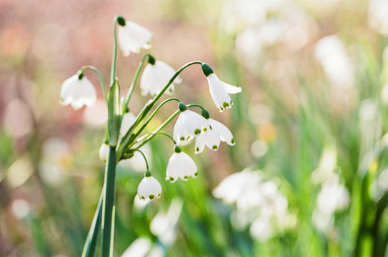 "White Bells" Images – Browse 114 Stock Photos, Vectors, and Video ...
