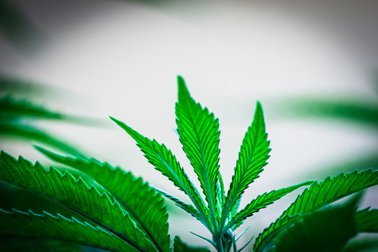 Marijuana Images – Browse 1,908,132 Stock Photos, Vectors, and Video ...