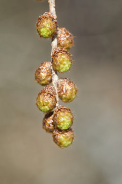 รูปภาพMicrostrobilus – เลือกดูภาพถ่ายสต็อก เวกเตอร์ และวิดีโอ208 ...