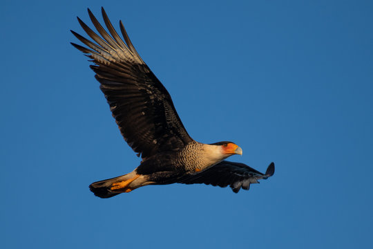 Rapter Images – Browse 71 Stock Photos, Vectors, and Video | Adobe Stock