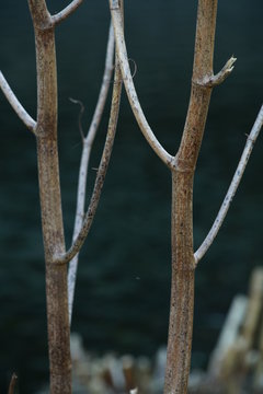 Fallopia Bilder – Durchsuchen 426 Archivfotos, Vektorgrafiken und ...