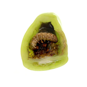 รูปภาพProtrusion – เลือกดูภาพถ่ายสต็อก เวกเตอร์ และวิดีโอ88,160 | Adobe ...