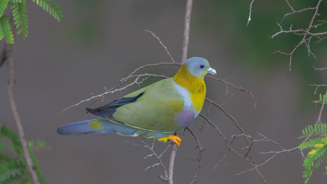 "Yellow-Footed Green Pigeon" Images – Browse 83 Stock Photos, Vectors ...