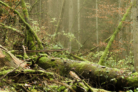 Reingefallen Bilder – Durchsuchen 1,718 Archivfotos, Vektorgrafiken und ...