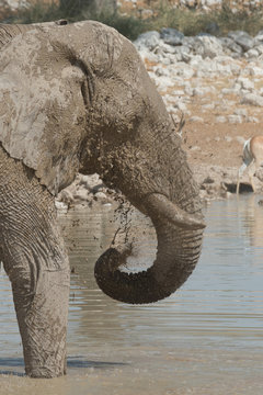 Pachiderma Bilder – Durchsuchen 766 Archivfotos, Vektorgrafiken und ...