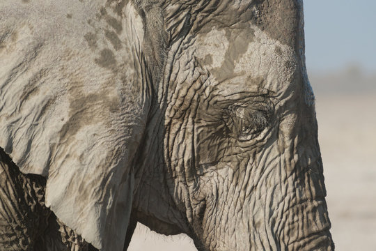 Pachiderma Bilder – Durchsuchen 777 Archivfotos, Vektorgrafiken und ...