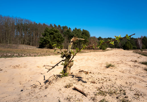 รูปภาพSandweg – เลือกดูภาพถ่ายสต็อก เวกเตอร์ และวิดีโอ1,099 | Adobe Stock