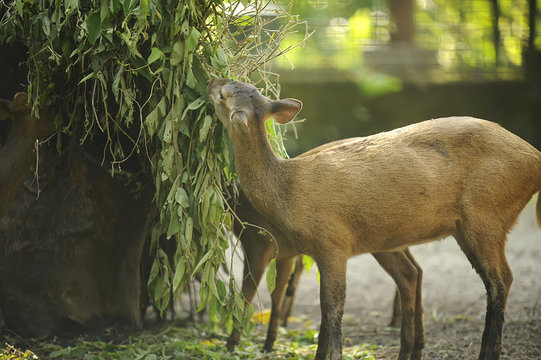 รูปภาพBarasingha – เลือกดูภาพถ่ายสต็อก เวกเตอร์ และวิดีโอ653 | Adobe Stock