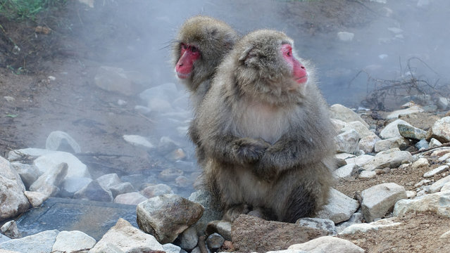 รูปภาพJapanmakak – เลือกดูภาพถ่ายสต็อก เวกเตอร์ และวิดีโอ664 | Adobe Stock