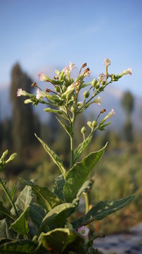 รูปภาพMakhorka – เลือกดูภาพถ่ายสต็อก เวกเตอร์ และวิดีโอ371 | Adobe Stock