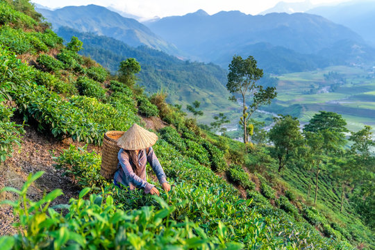 Cai Images – Parcourir 16,135 le catalogue de photos, vecteurs et ...