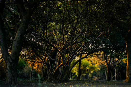 Busque Images – Browse 17 Stock Photos, Vectors, and Video | Adobe Stock