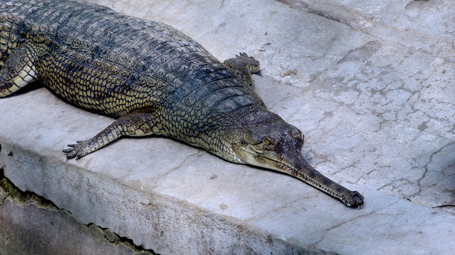 Interdigitate Images – Browse 27 Stock Photos, Vectors, and Video ...