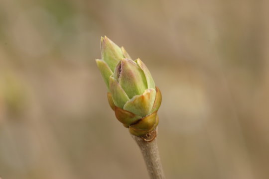 Planze Bilder – Durchsuchen 1,576 Archivfotos, Vektorgrafiken und ...