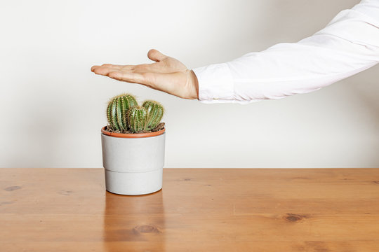 รูปภาพPungente – เลือกดูภาพถ่ายสต็อก เวกเตอร์ และวิดีโอ476 | Adobe Stock