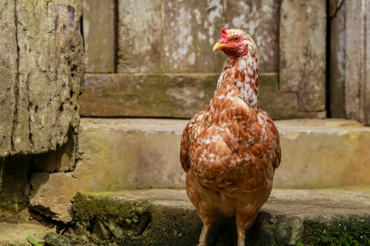 N Hen Images – Browse 126 Stock Photos, Vectors, and Video | Adobe Stock