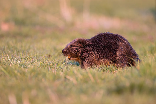 รูปภาพCastoridae – เลือกดูภาพถ่ายสต็อก เวกเตอร์ และวิดีโอ818 | Adobe Stock